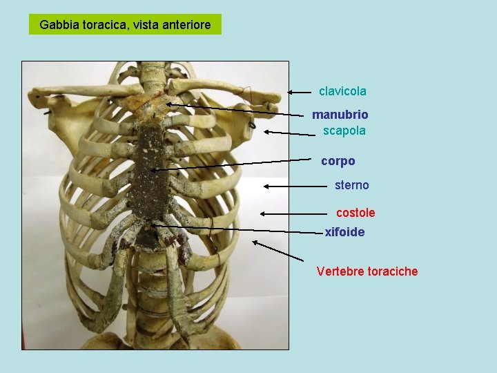 Apparato scheletrico tronco colonna vertebralevertebre gabbia toracica 12
