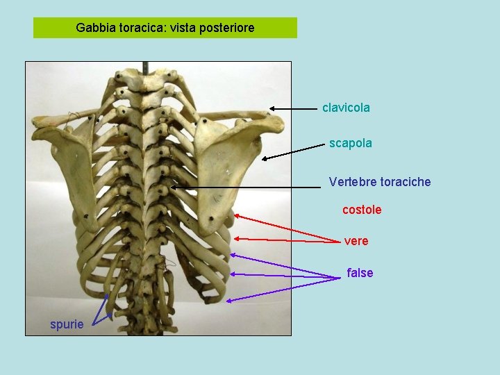 Apparato scheletrico tronco colonna vertebralevertebre gabbia toracica 12