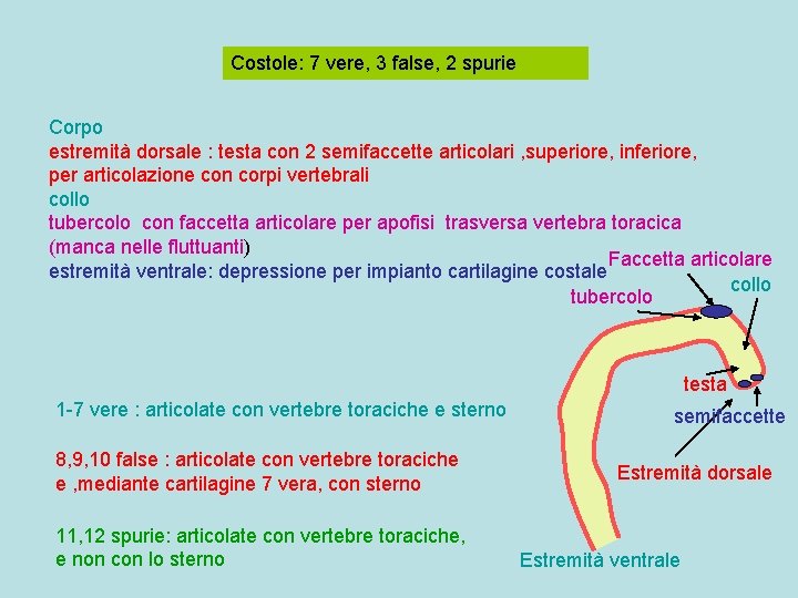 Apparato scheletrico tronco colonna vertebralevertebre gabbia toracica 12