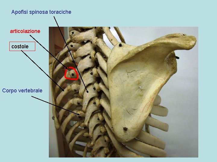 Apparato scheletrico tronco colonna vertebralevertebre gabbia toracica 12