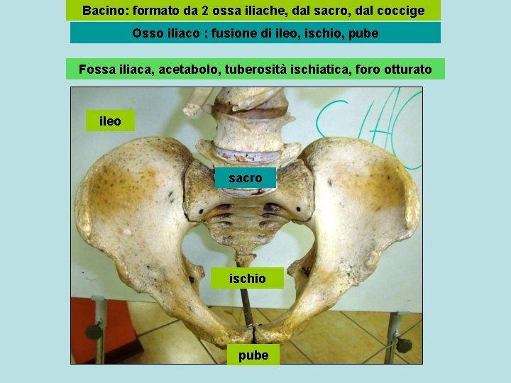 Apparato scheletrico tronco colonna vertebralevertebre gabbia toracica 12