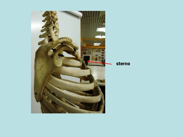 Apparato scheletrico tronco colonna vertebralevertebre gabbia toracica 12