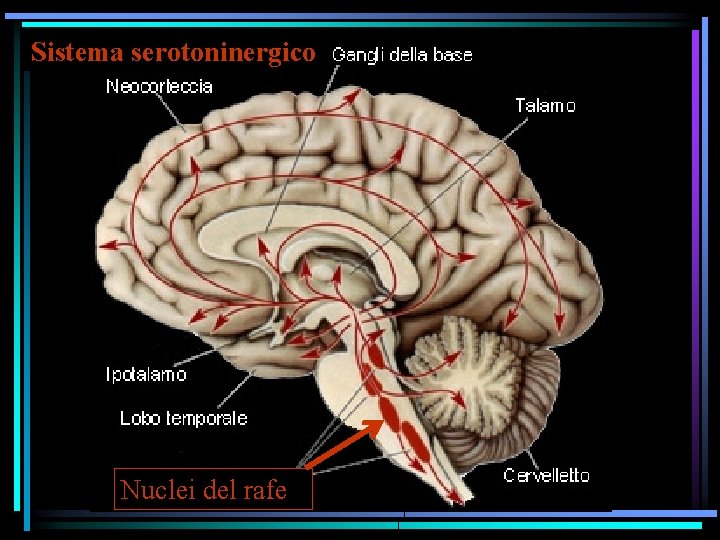 Neurobiologia delle emozioni Il sistema nervoso centrale periferico