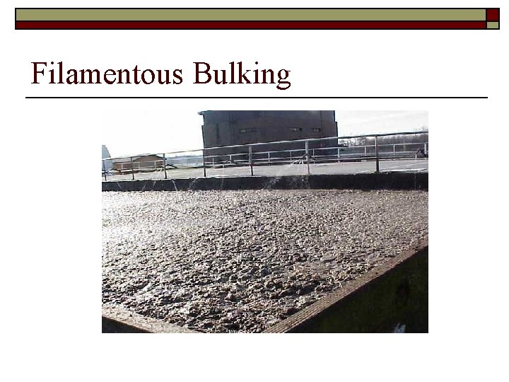 Microscopic Techniques to Troubleshoot Activated Sludge Problems and