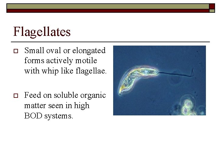 Microscopic Techniques to Troubleshoot Activated Sludge Problems and