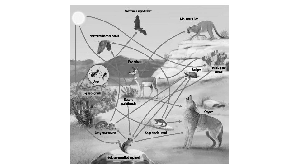 Chapter 1 Classifying and Exploring Life Study Guide