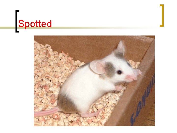 Biology and Anatomy of Mouse Taxonomy Order Rodentia