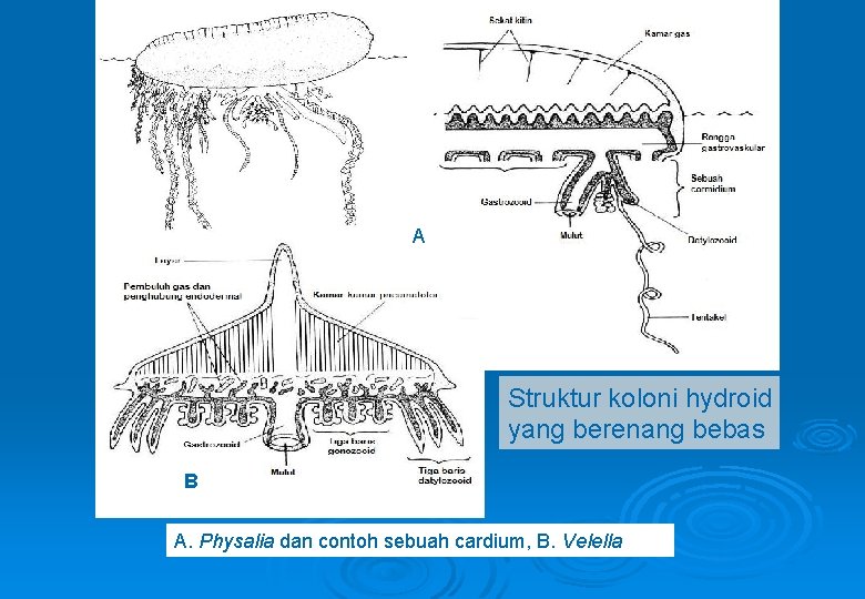 FILUM COELENTERATA CNIDARIA Menjelaskan tentang morfologi anatomi ...