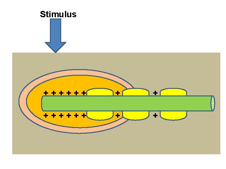 Physiology of CNS Sensory System By Dr Abdel