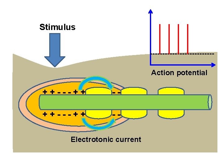 Physiology of CNS Sensory System By Dr Abdel