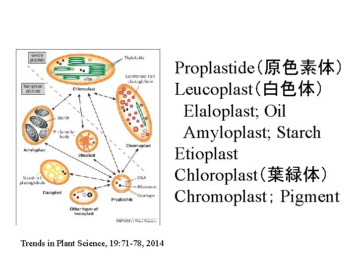 2018 Physiology of Environmental Responses Class 4 23