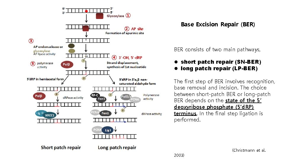 170525 WOORI BAE DNA damage types and repair