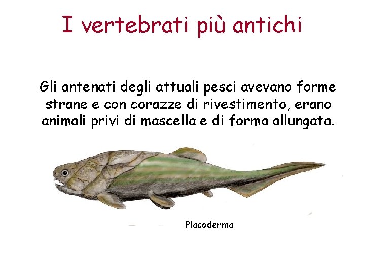 I vertebrati Vertebrati I vertebrati comprendono un ampio