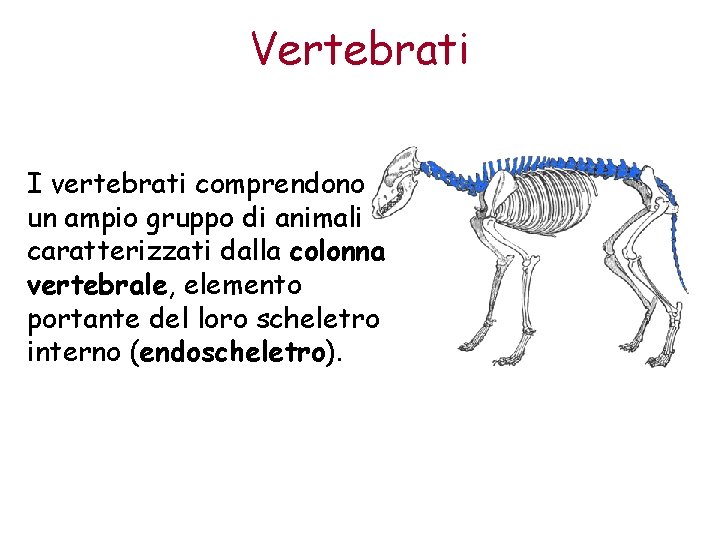 I vertebrati Vertebrati I vertebrati comprendono un ampio
