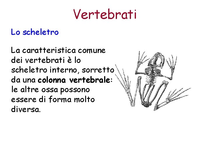 I vertebrati Vertebrati I vertebrati comprendono un ampio
