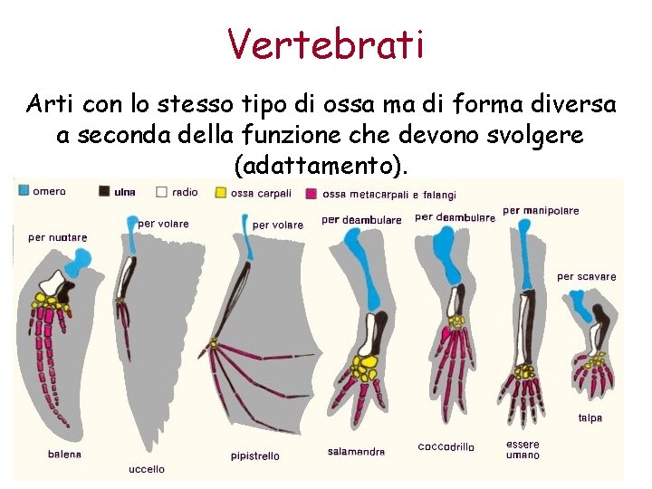 I vertebrati Vertebrati I vertebrati comprendono un ampio