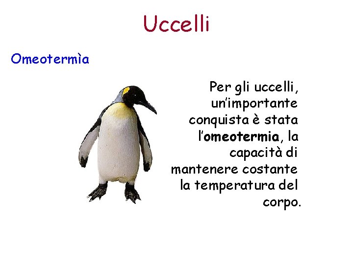I vertebrati Vertebrati I vertebrati comprendono un ampio