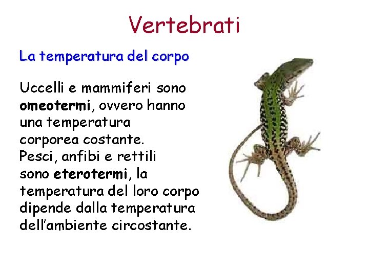 I vertebrati Vertebrati I vertebrati comprendono un ampio