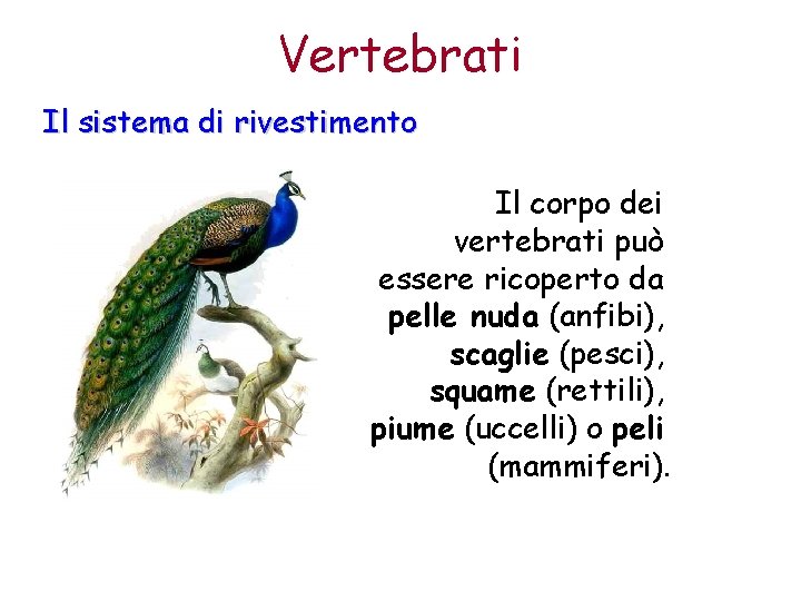 I vertebrati Vertebrati I vertebrati comprendono un ampio