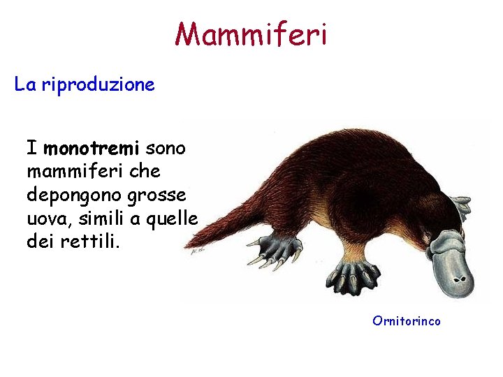 I vertebrati Vertebrati I vertebrati comprendono un ampio