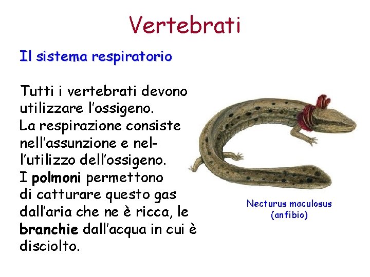 I vertebrati Vertebrati I vertebrati comprendono un ampio