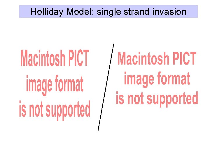 Recombination Definitions Models Mechanisms Definition of recombination ...