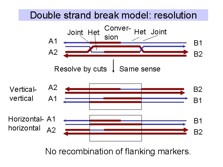 Recombination Definitions Models Mechanisms Definition of recombination ...