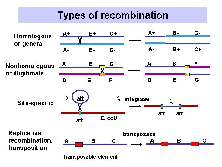 Recombination Definitions Models Mechanisms Definition of recombination ...