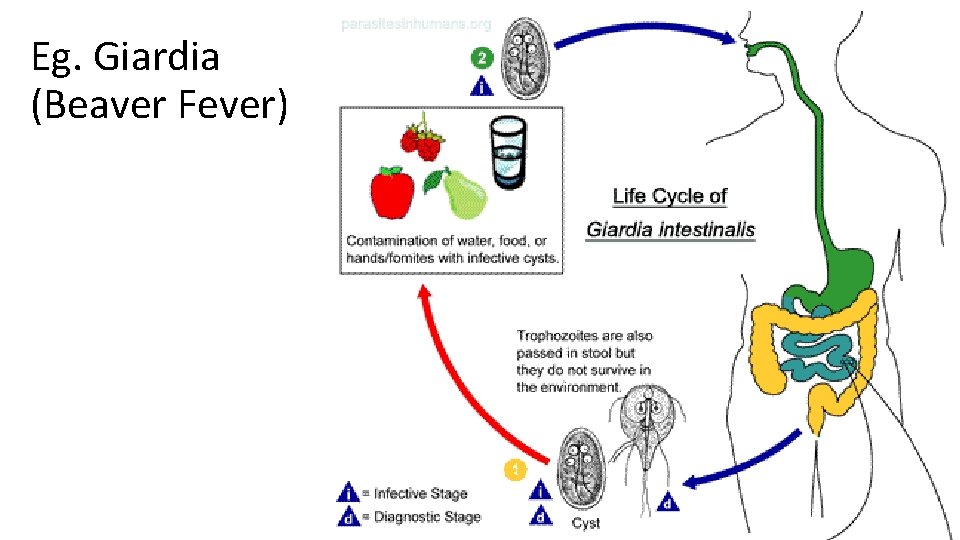 Microbes Microscopic Organisms Microbes Intro Video https www
