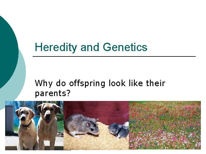 Heredity and Genetics Why do offspring look like