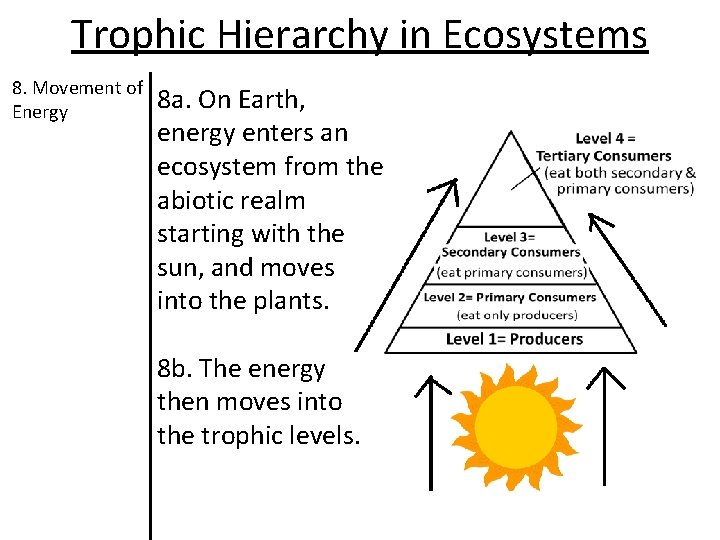 Trophic Hierarchy in Ecosystems 1 Introduction 1 a