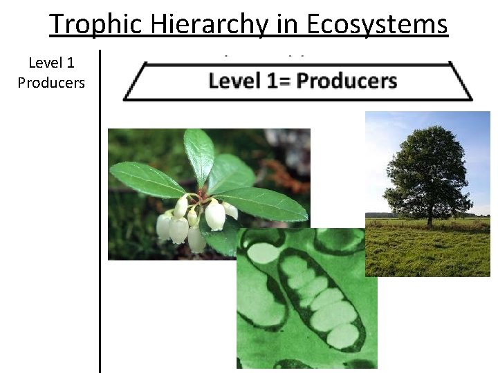 Trophic Hierarchy in Ecosystems 1 Introduction 1 a
