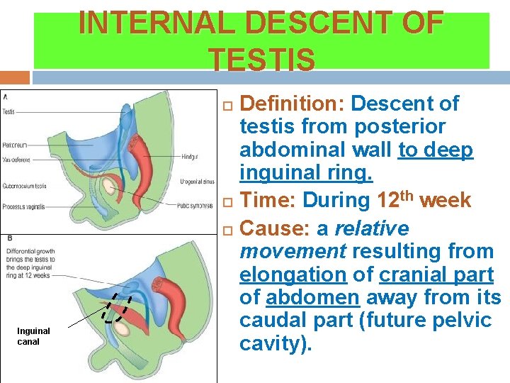 DEVELOPMENT OF MALE GENITAL SYSTEM Prof Ahmed Fathalla
