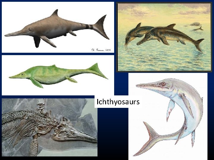 Tetrapods Characterized by chiridium muscular limb with digits