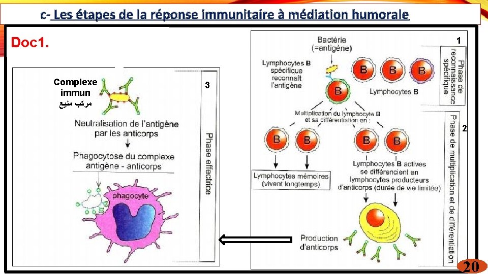 LE SYSTME IMMUNITAIRE 27102020 Pr Mohamed FERRAH Les