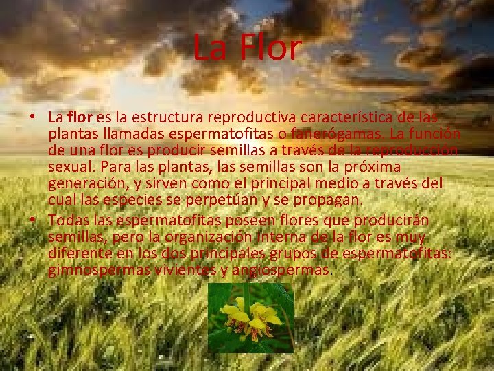 La Flor La Flor La flor es la