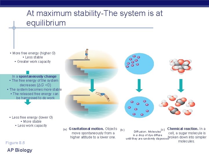 Metabolism Enzymes AP Biology Day 1 Flow of