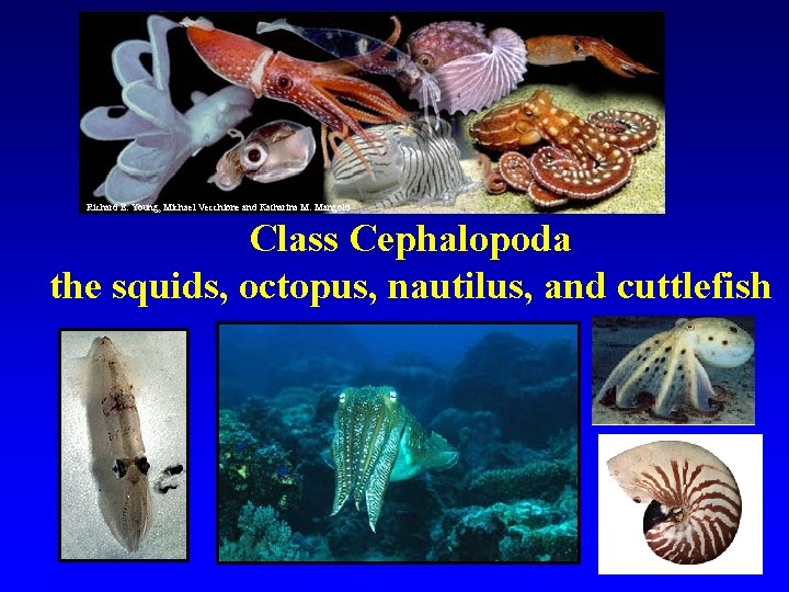 Richard E Young Michael Vecchione and Katharina M