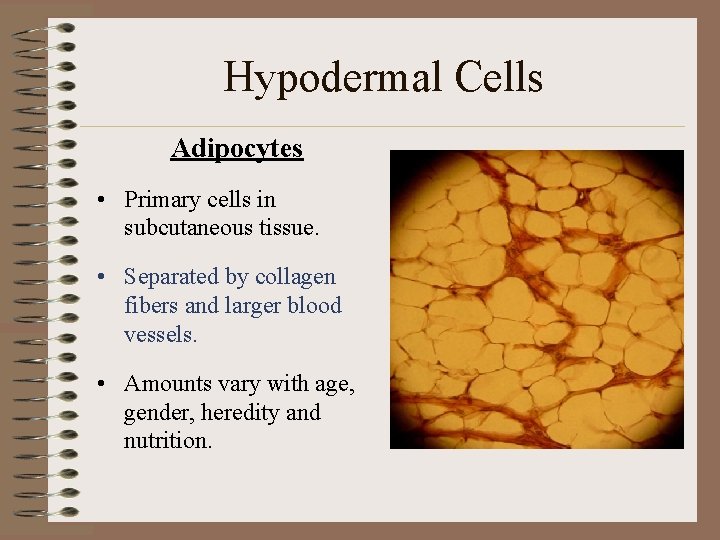 Skin Basics Structure Function and Aging Changes By