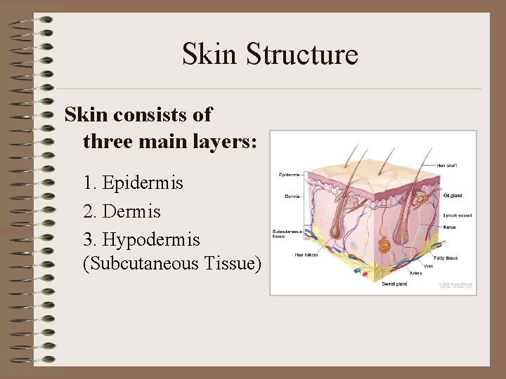 Skin Basics Structure Function and Aging Changes By