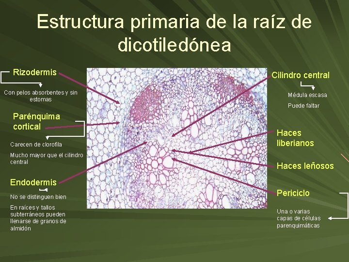 Histologa y Organografa vegetal Estudio de tejidos y