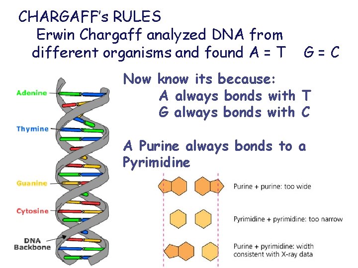 Chapter 16 DNA Replication Slides with blue borders