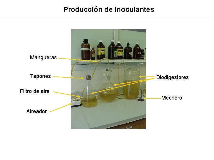PRCTICO N 5 Interacciones microorganismos planta Objetivo Conocer
