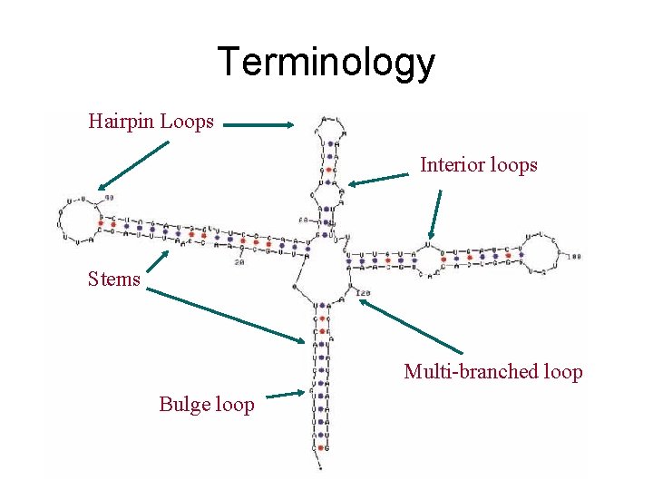 CS 5263 Bioinformatics Lecture 21 RNA Secondary Structure