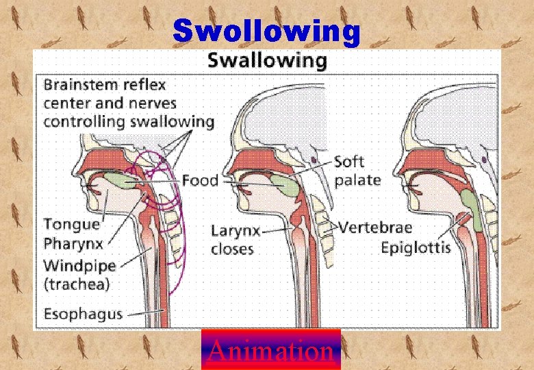 Nutrition in Mammals Liver Pancreas Intestine Why is