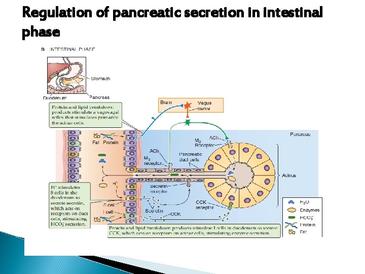 Lecture series Gastrointestinal tract Dr Pradeep Kumar Professor