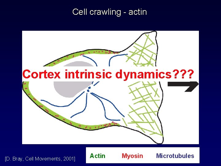 Cortical actomyosin gel breakage triggers shape oscillations in