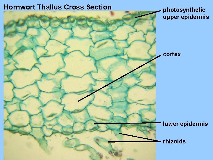 Hornworts Domain Eukarya Kingdom Plantae Phylum Bryophyta Anthoceros