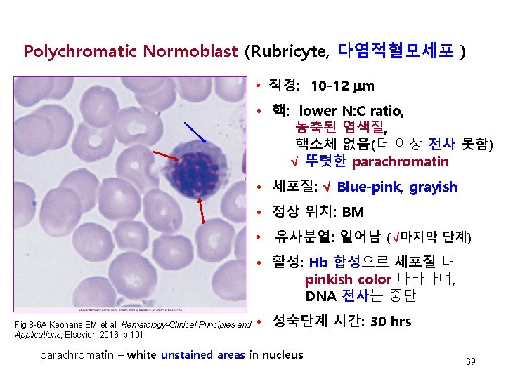 Lecture 2 HEMATOPOIESIS RBC PRODUCTION DESTRUCTION Chapter 7