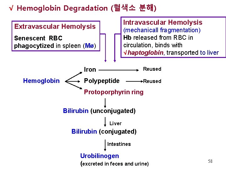Lecture 2 HEMATOPOIESIS RBC PRODUCTION DESTRUCTION Chapter 7